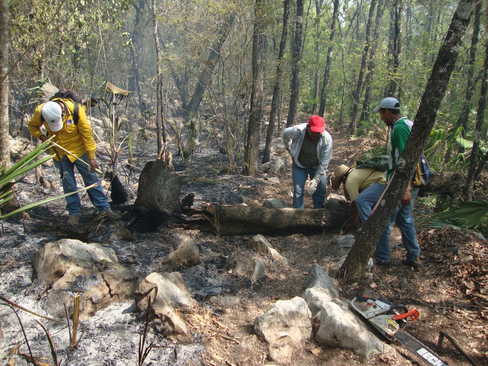 Ley De Incendios Forestales Beneficia Al Estado Conafor La Brecha