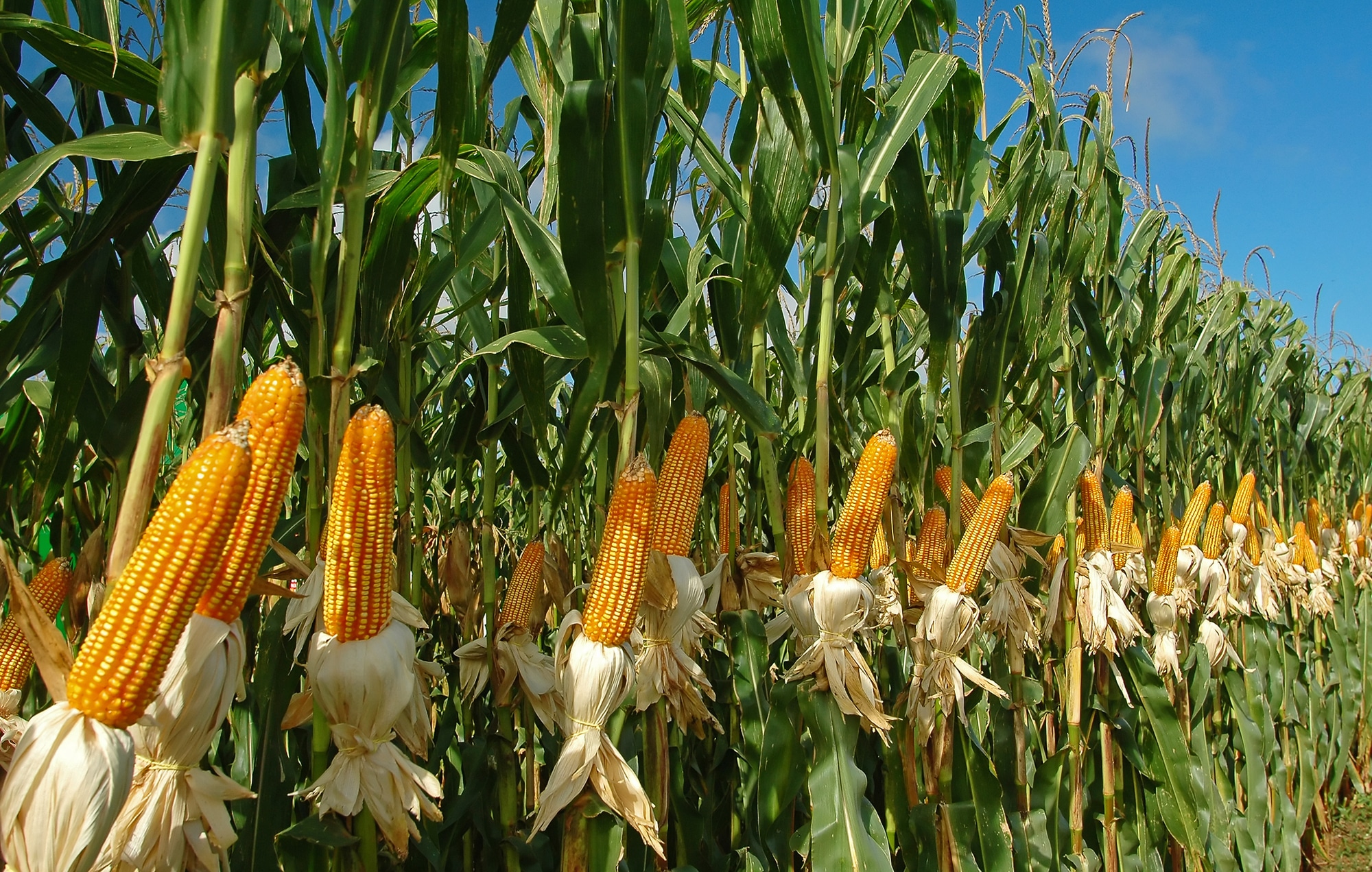 Cultivo Del Maíz Como Sembrar En La Huerta La Huertina De Toni