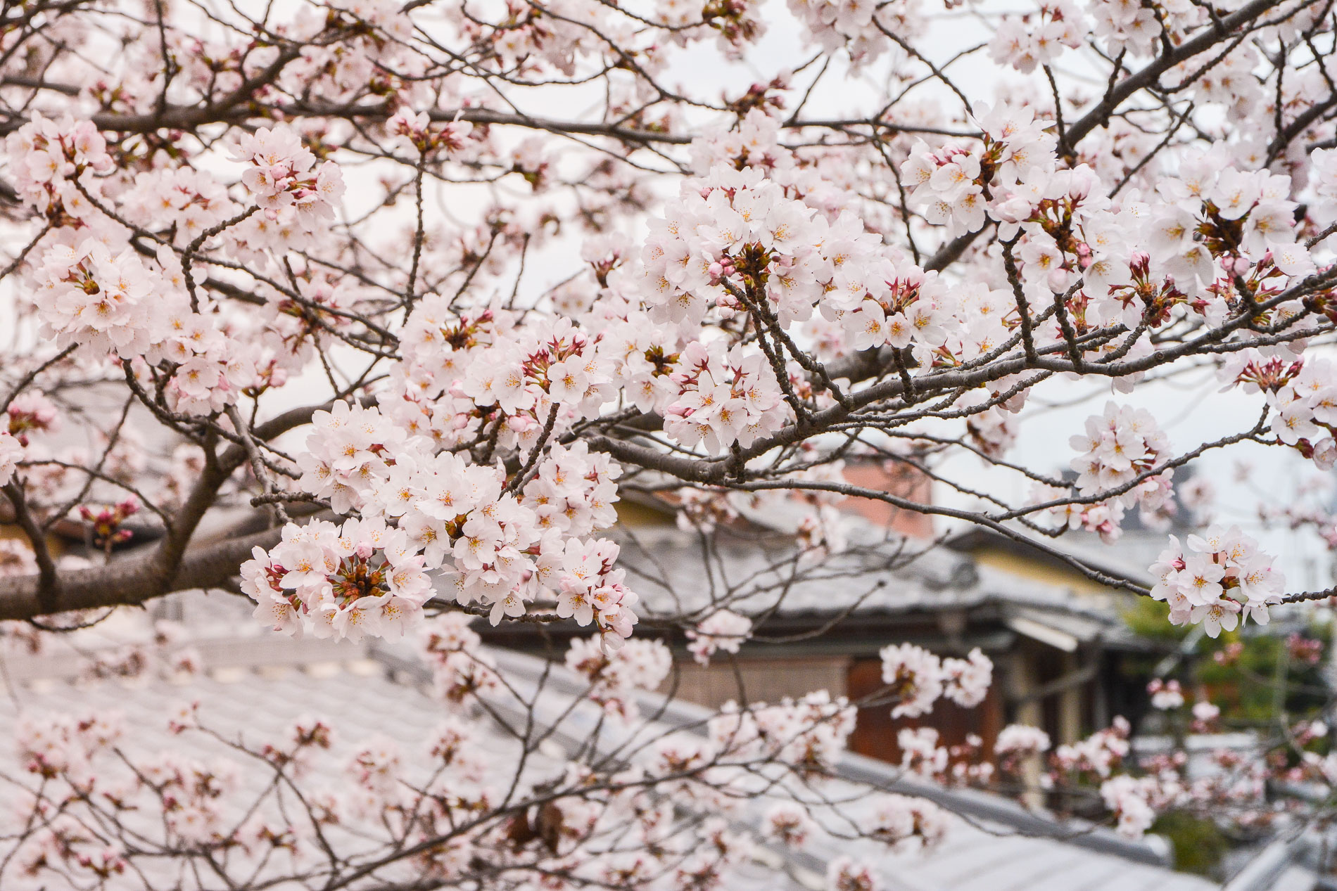 Hanami Les 15 Endroits Où Voir Les Cerisiers En Fleurs à Kyoto Japon