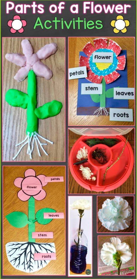 Flower Science Experiments And Parts Of A Flower Activities Lessons For