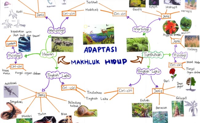 Adaptasi Makhluk Hidup Kelas 6 Penyesuaian Diri Tumbuhan Dan Hewan