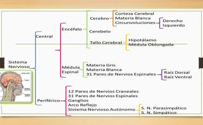 Cuadro Sinoptico Y Esquema Diferencias Kulturaupice Bilarasa