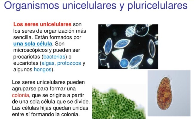 Diferencias Entre Organismos Unicelulares Y Pluricelulares Bilarasa