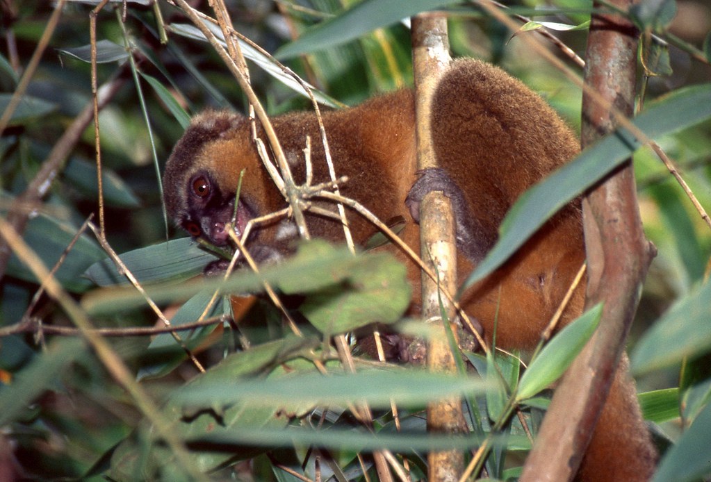 Golden Bamboo Lemur Facts Habitat Diet Traits Primates Park