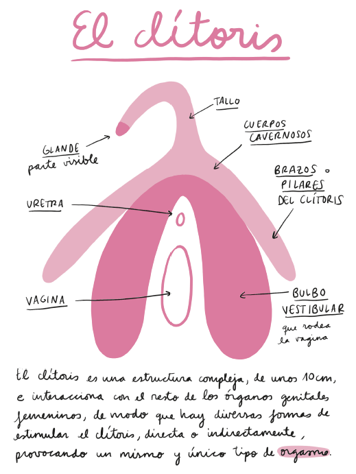 17 Aparato Reproductor Femenino Porno La Anatomía Sexual Típicamente