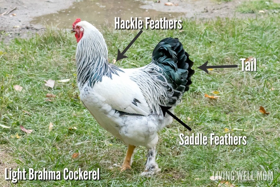 How To Tell Hens And Roosters Apart Whats The Difference