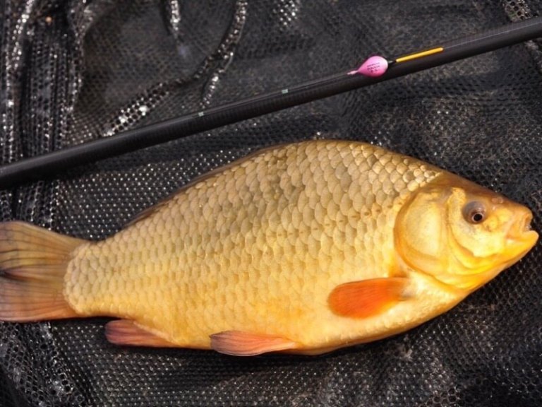 Catch A Crucian This Summer 12 Top Fishing Tips Lines On The Water