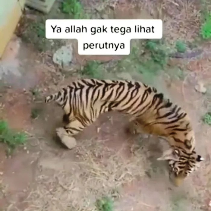 Viral Video Harimau Kurus Milik Maharani Zoo Lamongan Begini Kata