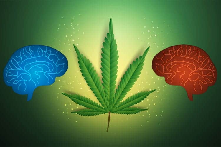 7 Efectos Negativos De La Marihuana En El Cerebro Luis Miguel Real