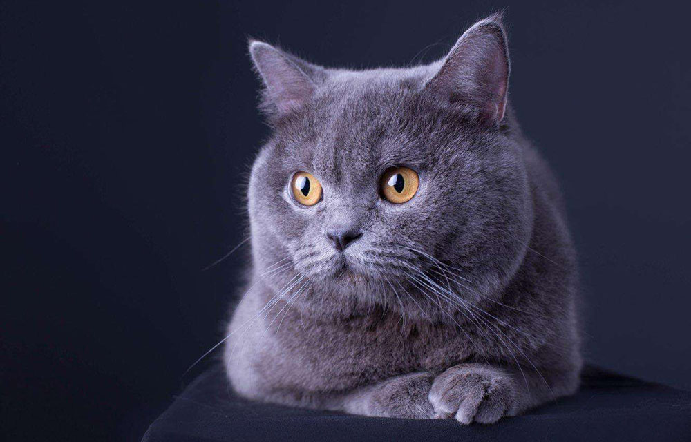 6 Best Brushes For British Shorthair Cats 2023 Reviews And Top Picks