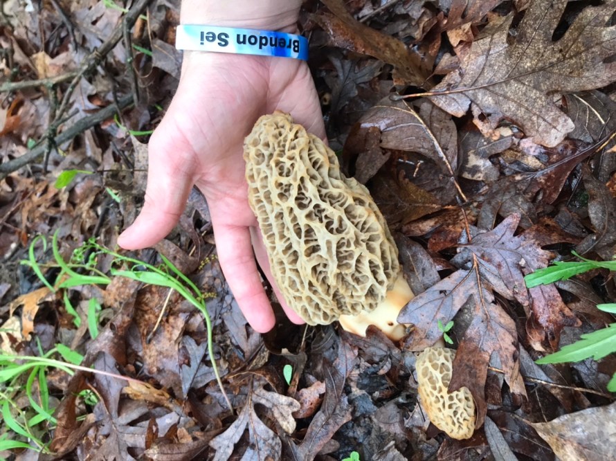 Missouri Morel Hunting Mo Outdoors A Report Of The 2020 Morel Season