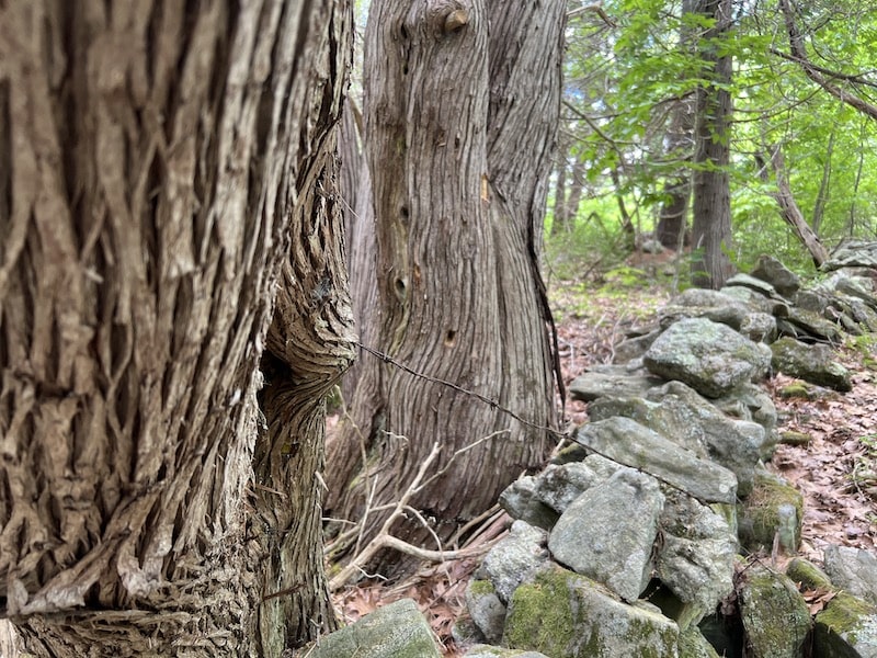 Keyes Woods Preserve Bristol Maine By Foot