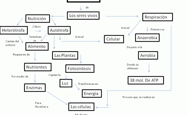 Mapa Conceptual Del Metabolismo Geno Otosection