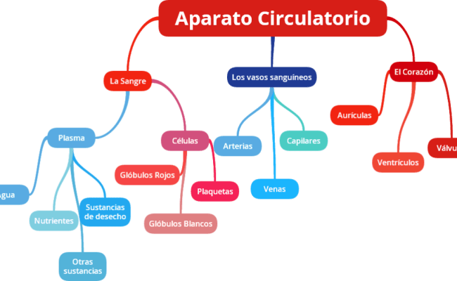 36 El Mapa Conceptual Del Sistema Muscular Png Mapa Mentos Images And