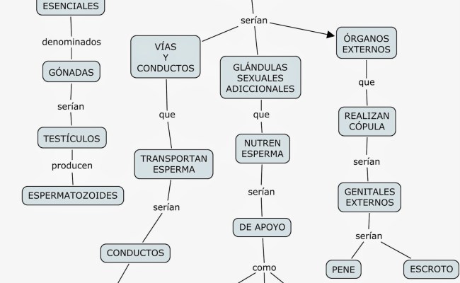 Aparato Reproductor Masculino Esquemas Diagramas Graficos Y Mapas