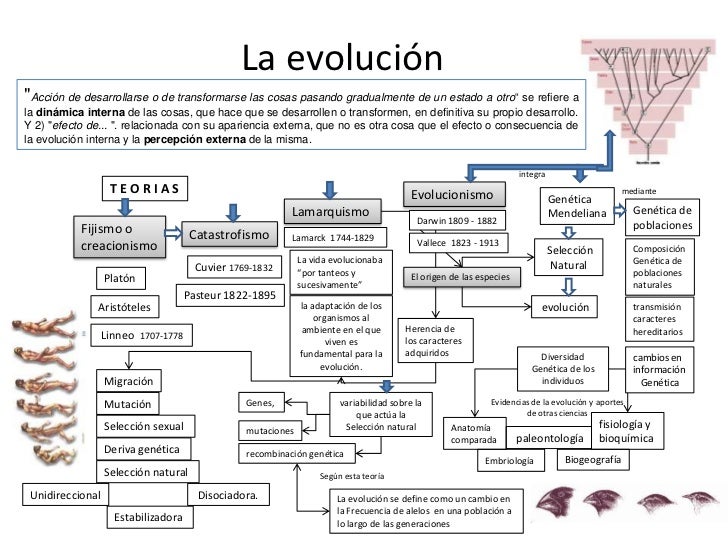 Mapa Conceptual De La Evolución Mapas Conceptuales