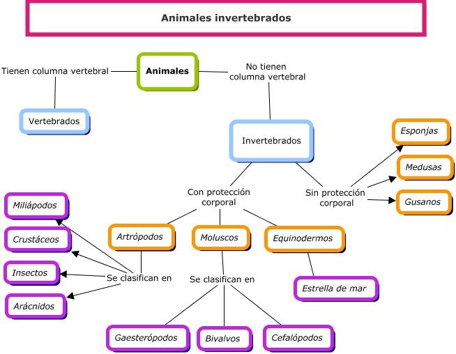 Mapa Conceptual De Los Animales Mapas Conceptuales