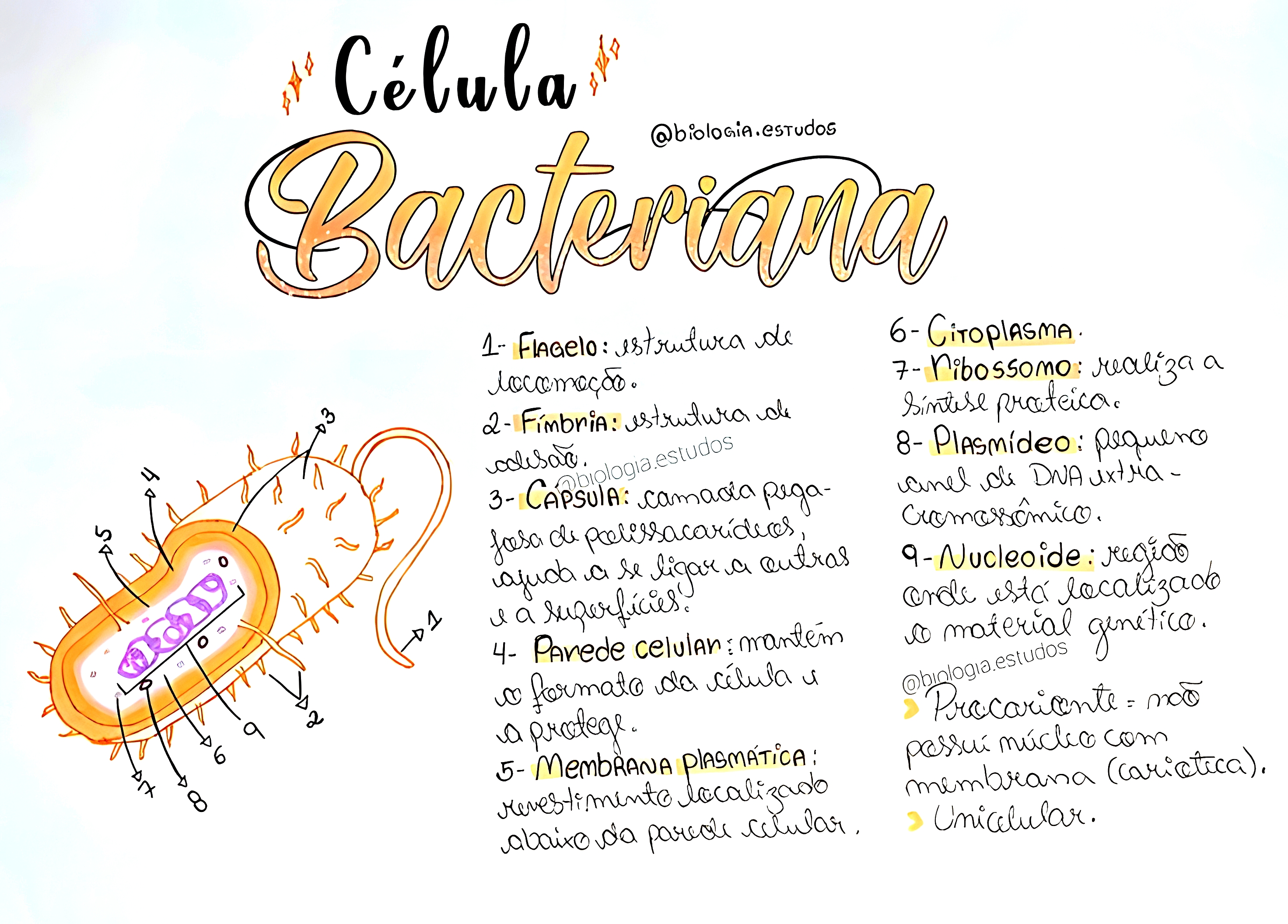 Mapa Mental Sobre BactÉrias Maps4study