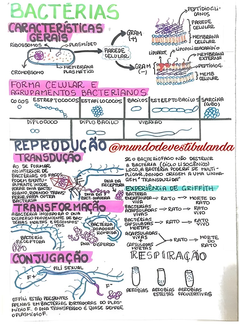 Mapa Mental Sobre BactÉrias Maps4study