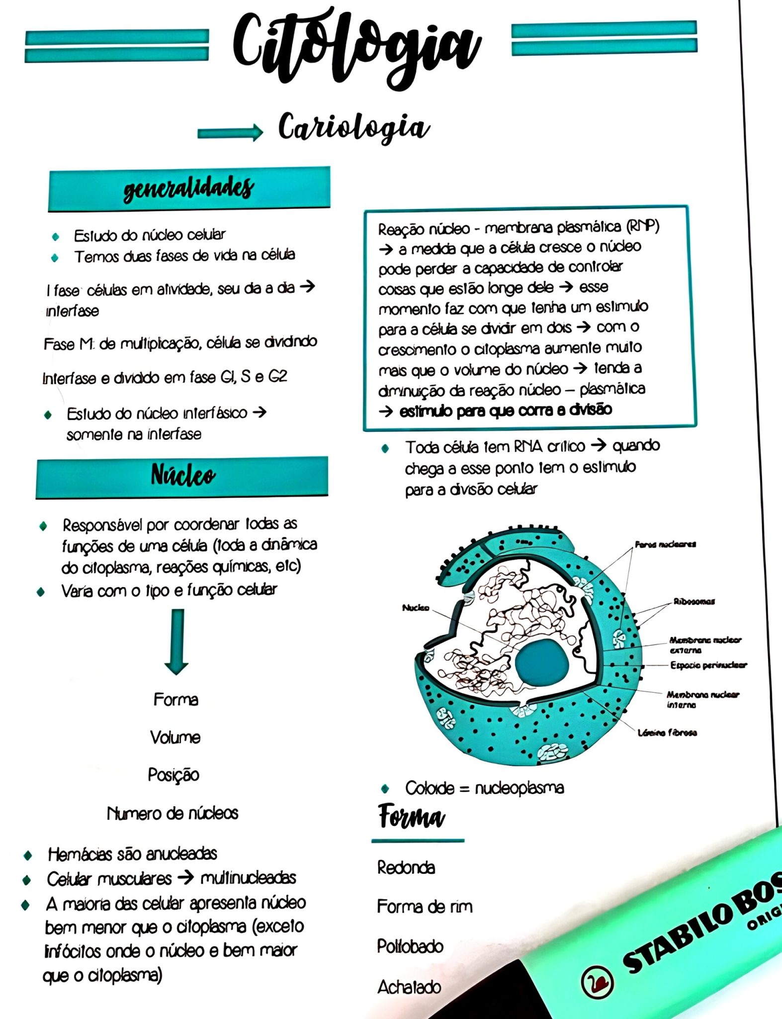 Mapa Mental Sobre Citologia Maps4study