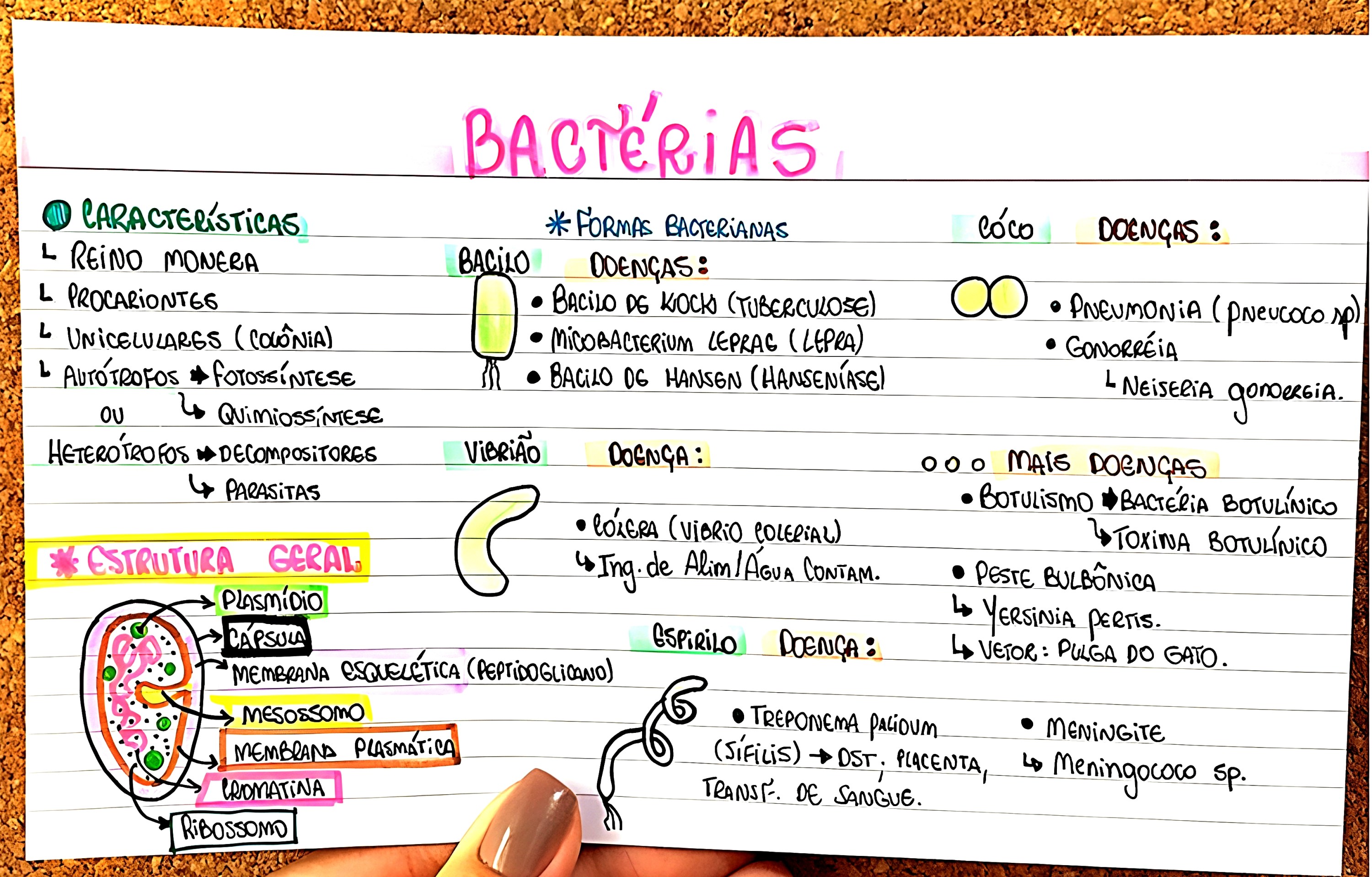 Mapa Mental Sobre BactÉrias Maps4study