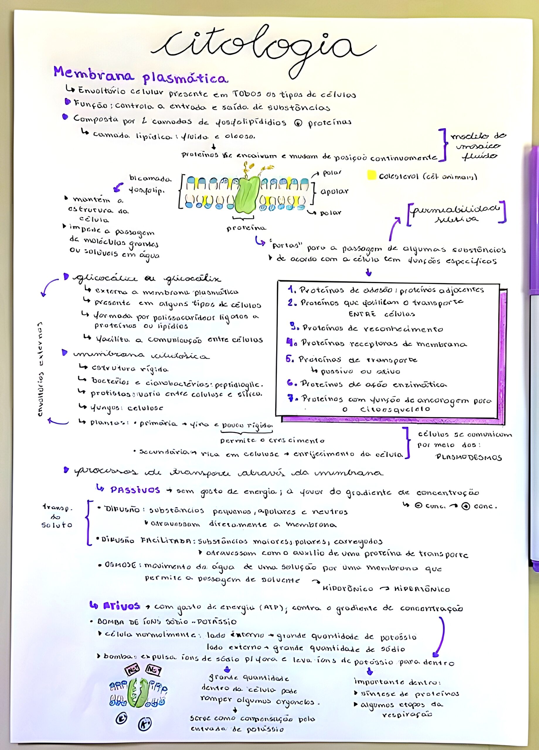 Mapa Mental Sobre Citologia Maps4study