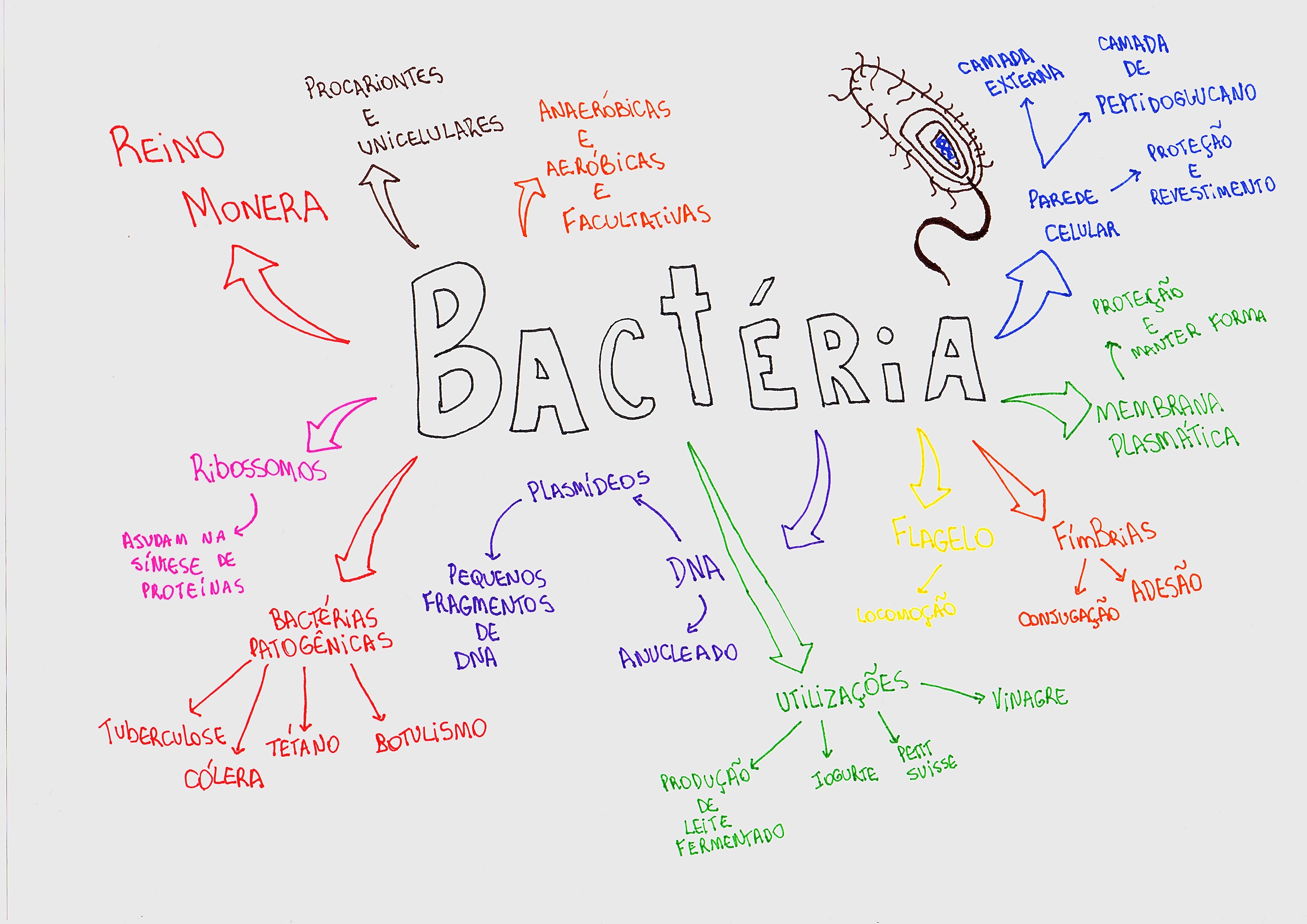 Mapa Mental Sobre BactÉrias Maps4study