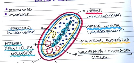 Mapa Mental Sobre DoenÇas Bacterianas Maps4study