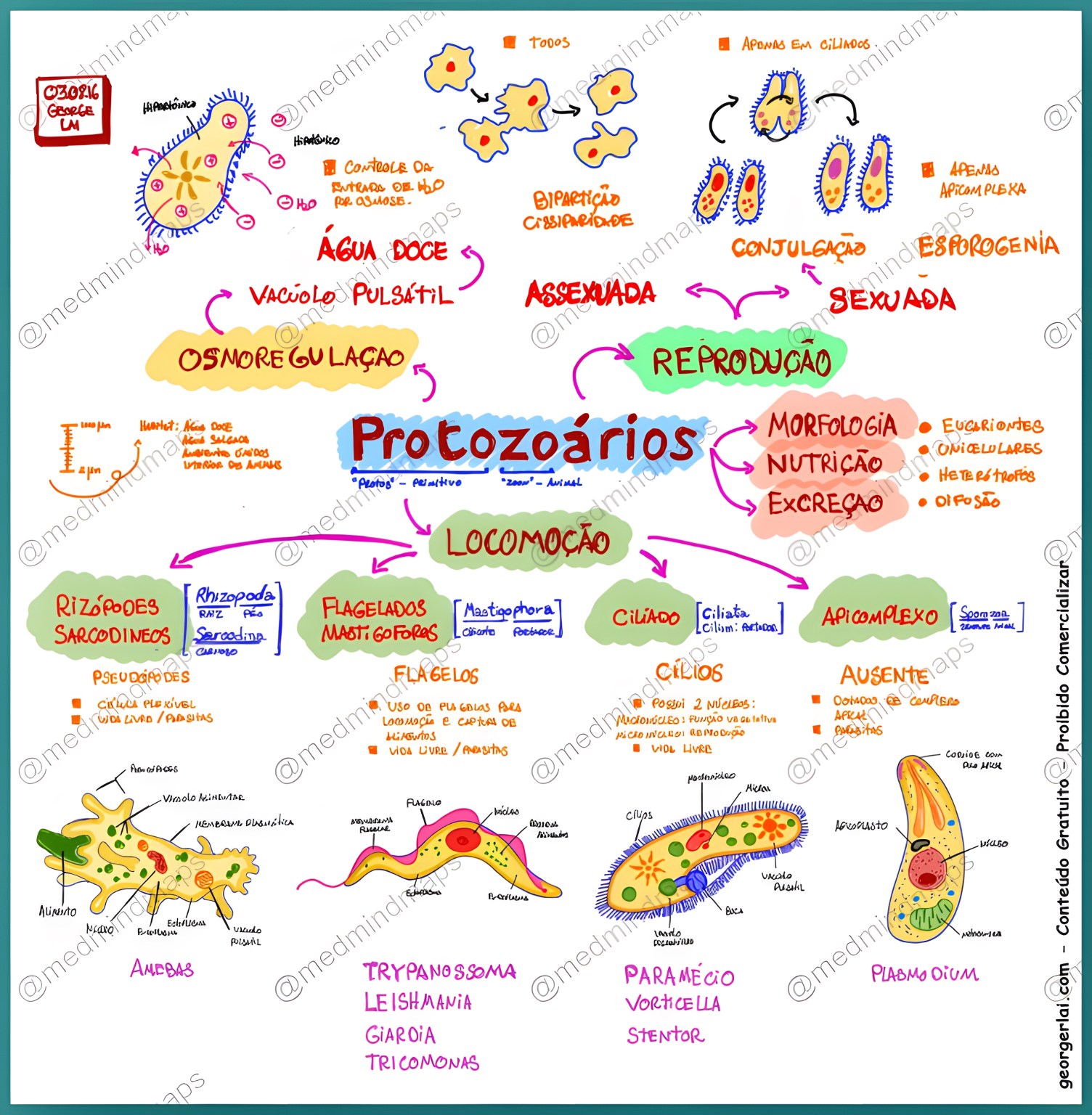 Mapa Mental Sobre ProtozoÁrios Maps4study