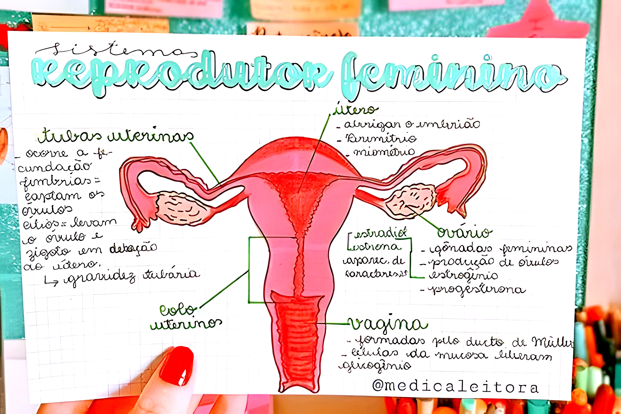 Mapa Mental Sobre Sistema Reprodutor Feminino Maps4study