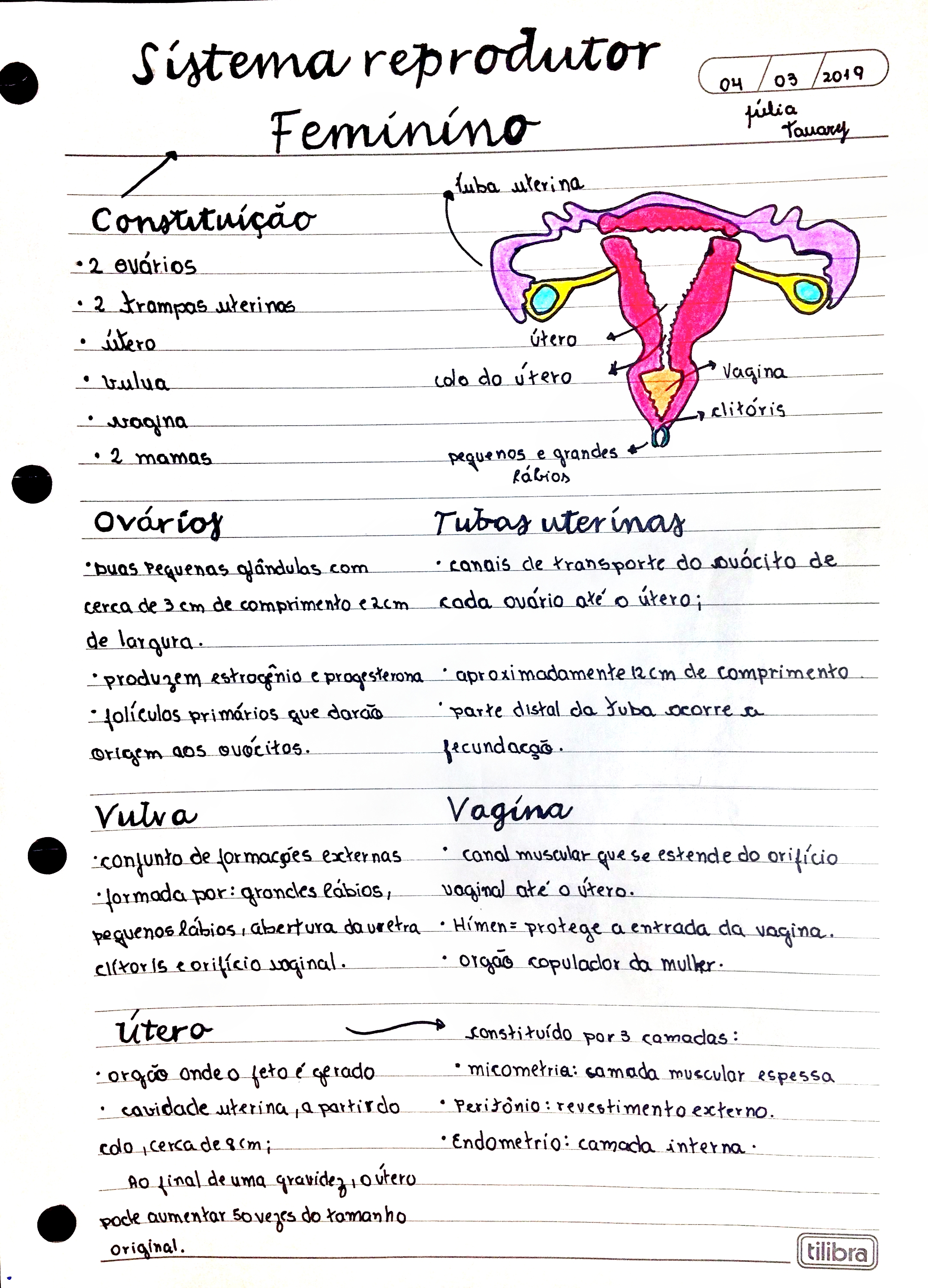 Mapa Mental Sobre Sistema Reprodutor Feminino Maps4study