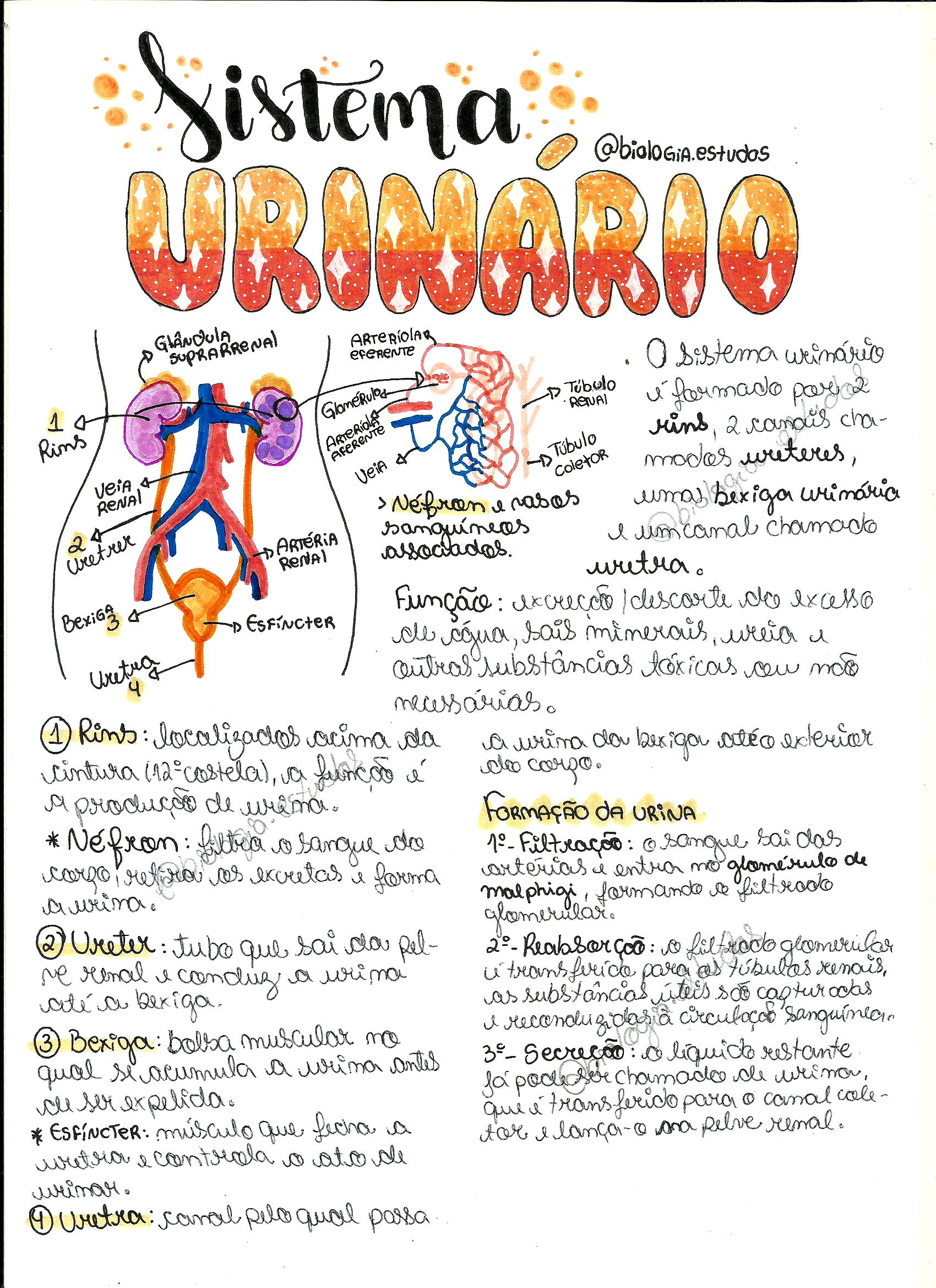 Mapa Mental Sobre Sistema Excretor Maps4study