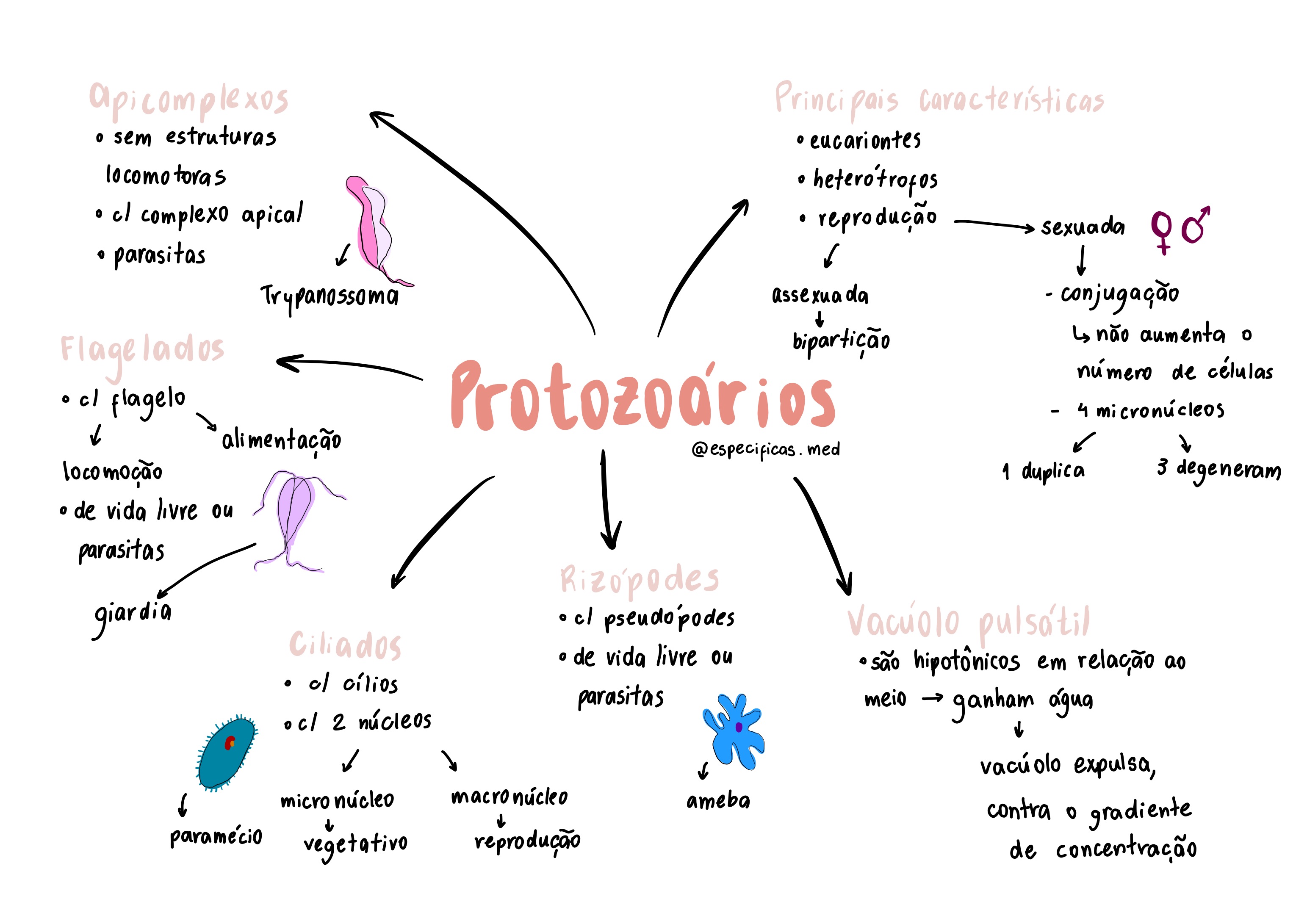 Mapa Mental Sobre ProtozoÁrios Maps4study