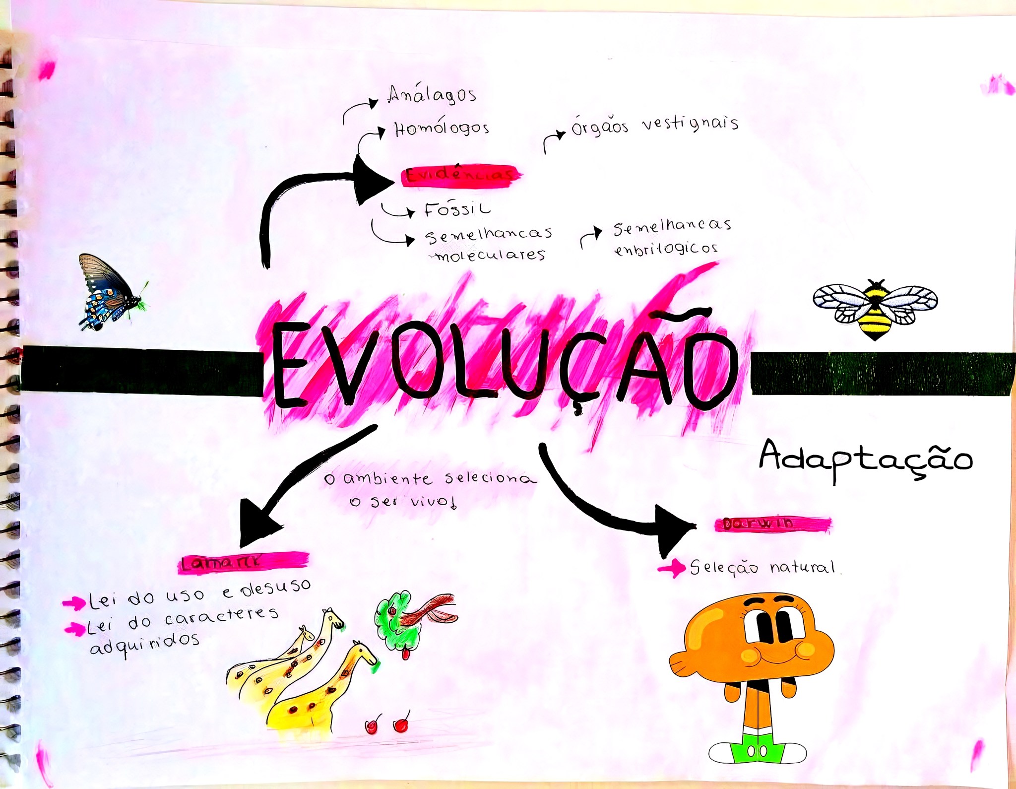 Mapa Mental Sobre EvoluÇÃo Maps4study