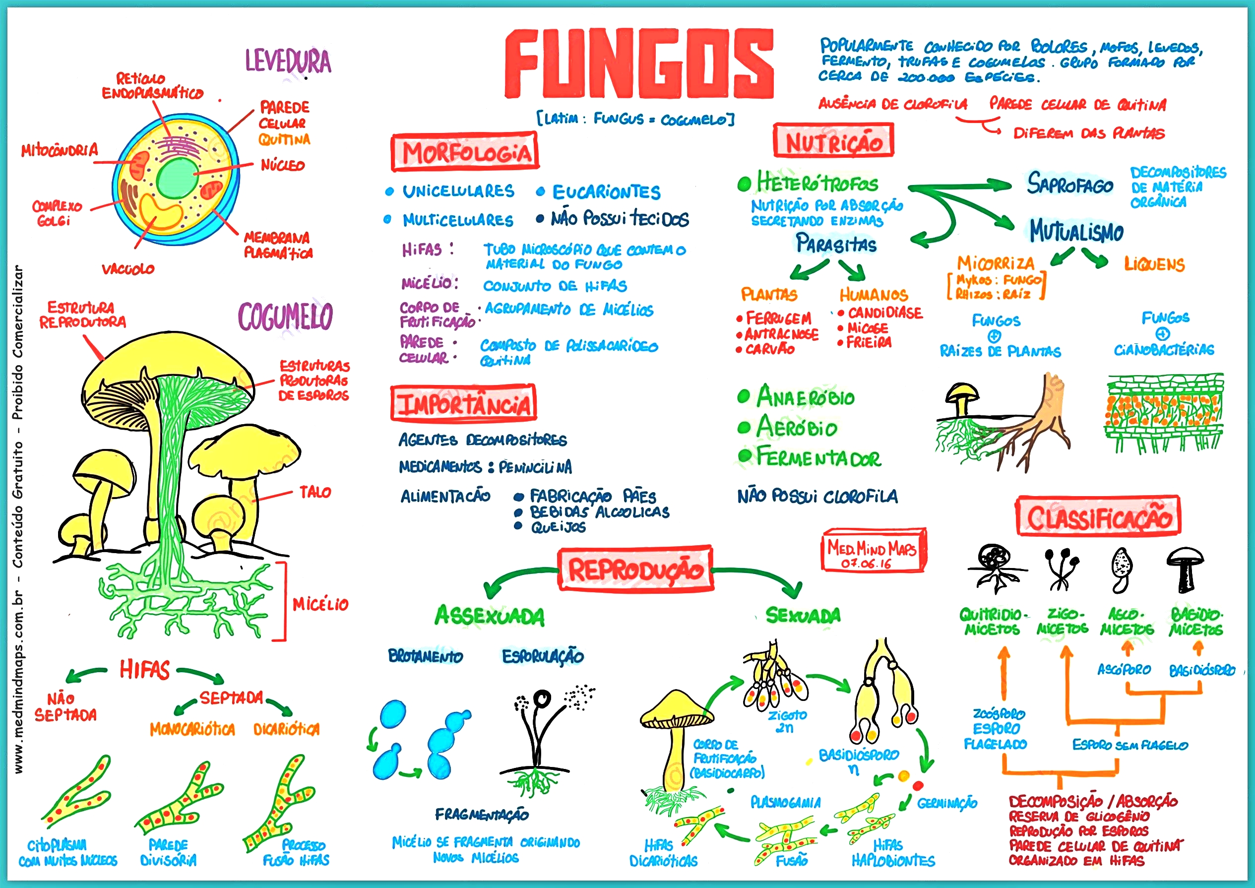 Mapa Mental Sobre Fungos Maps4study