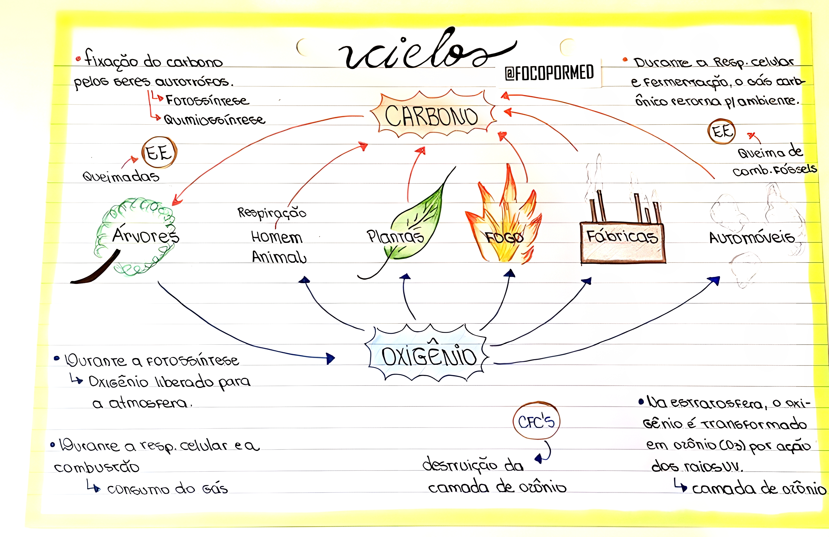 Mapa Mental Sobre Ciclo Do Carbono Maps4study