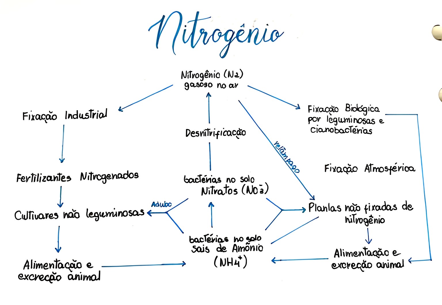 Mapa Mental Sobre Ciclo Do NitrogÊnio Maps4study