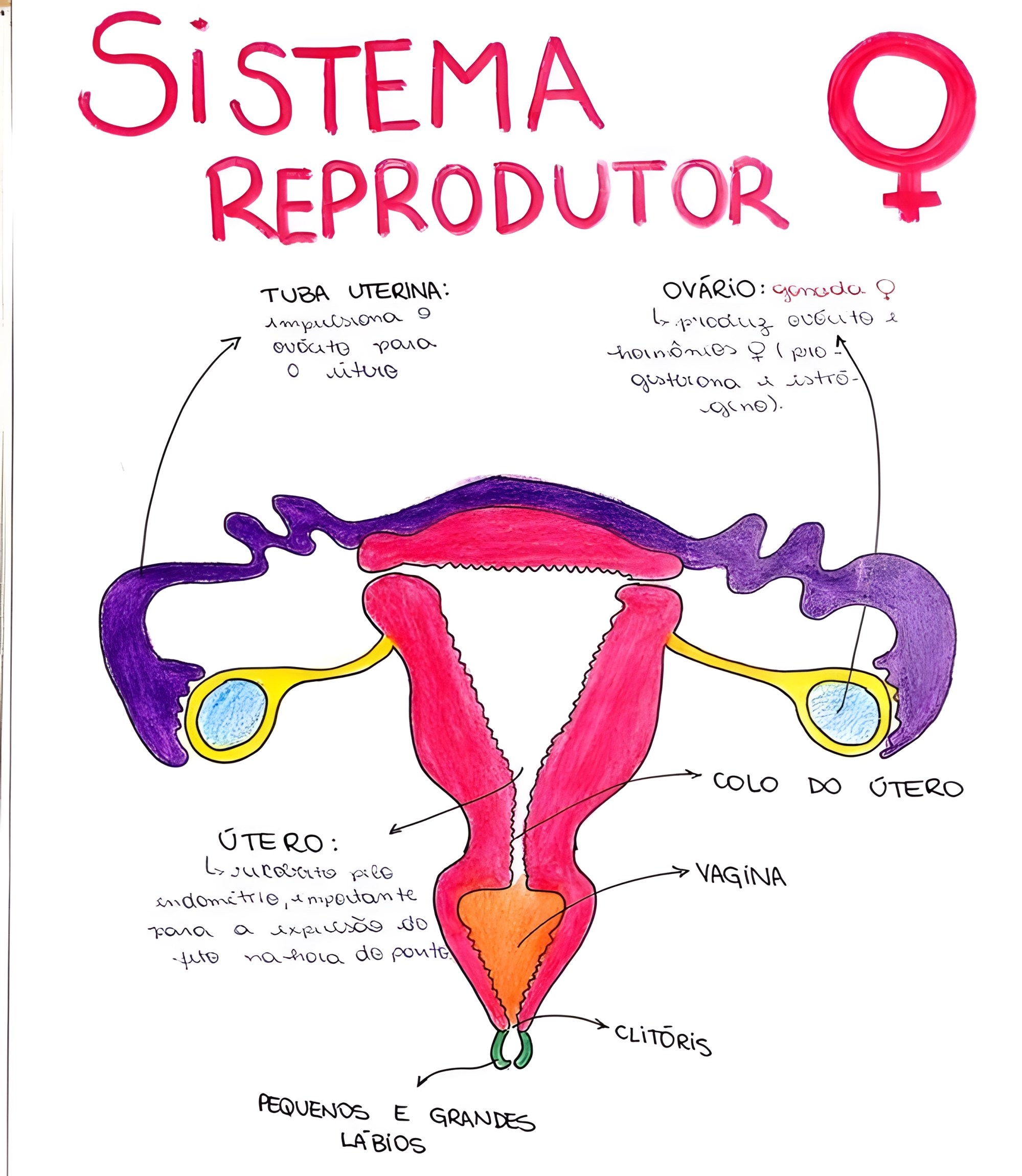 Mapa Mental Sobre Sistema Reprodutor Feminino Maps4study