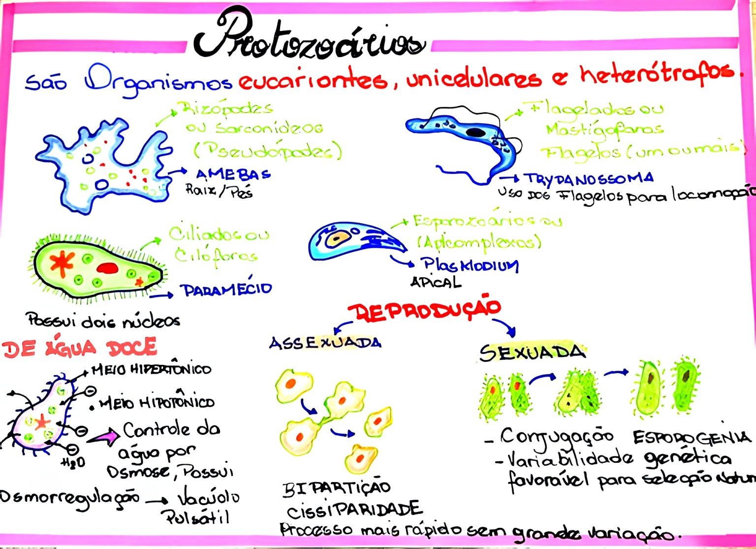 Mapa Mental Sobre ProtozoÁrios Maps4study