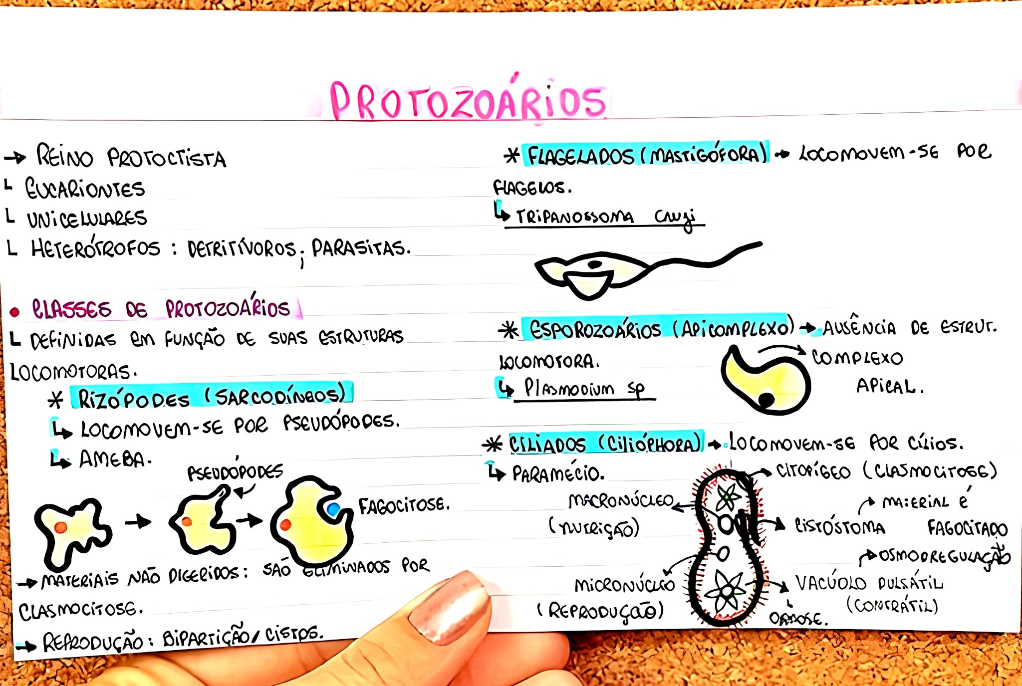 Mapa Mental Sobre ProtozoÁrios Maps4study