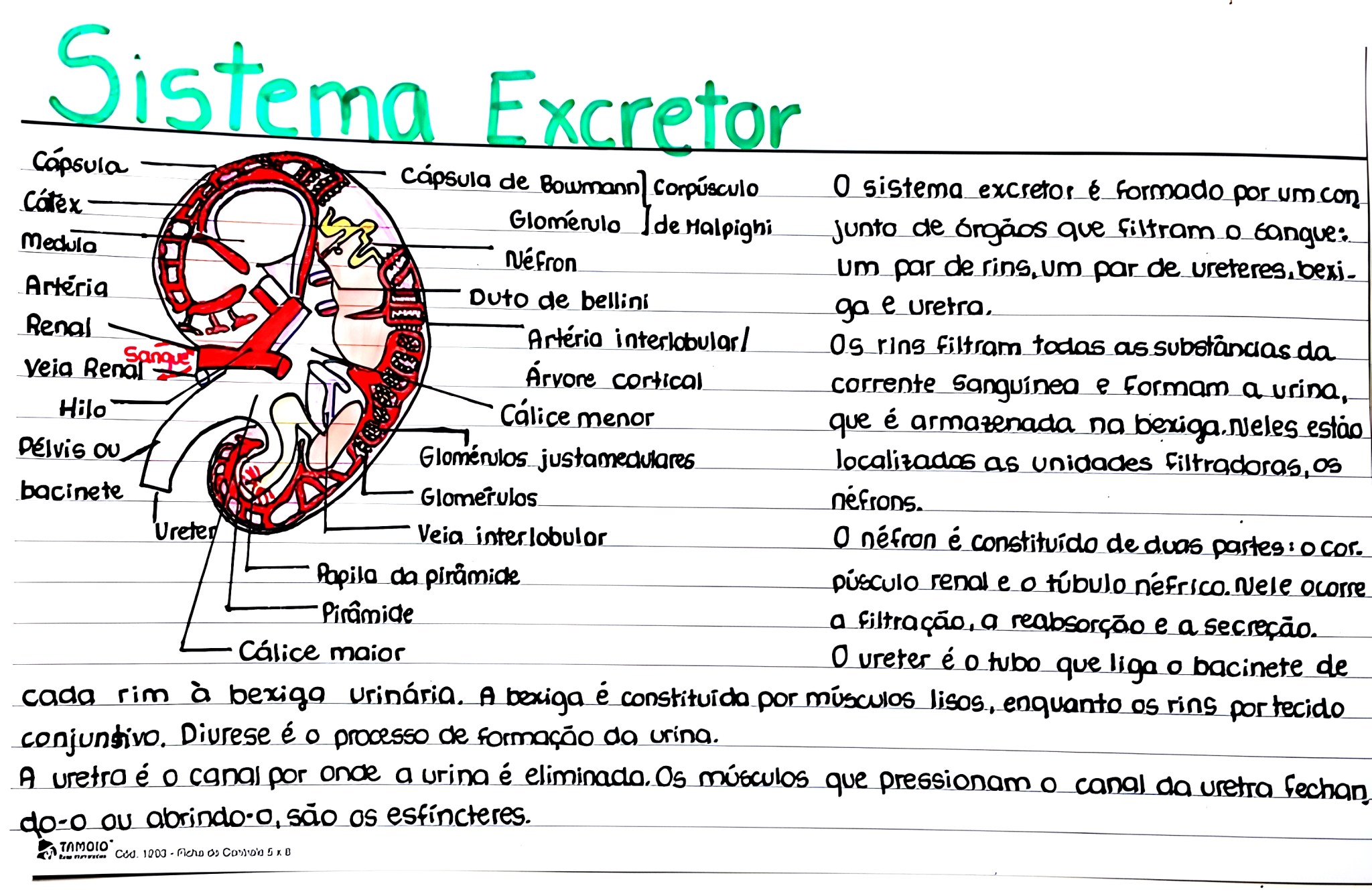 Mapa Mental Sobre Sistema Excretor Maps4study