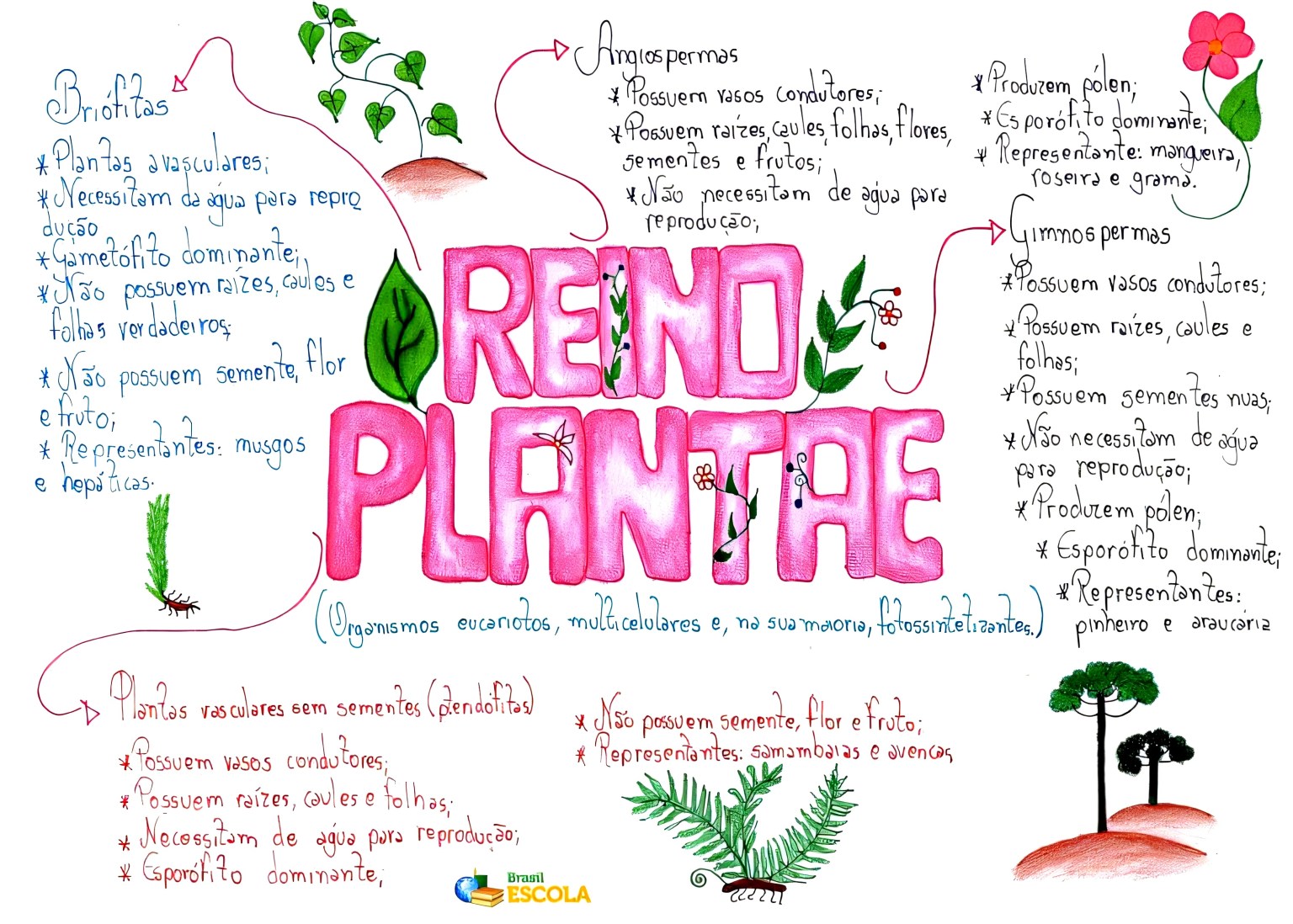 Mapa Mental Sobre Reino Plantae Maps4study