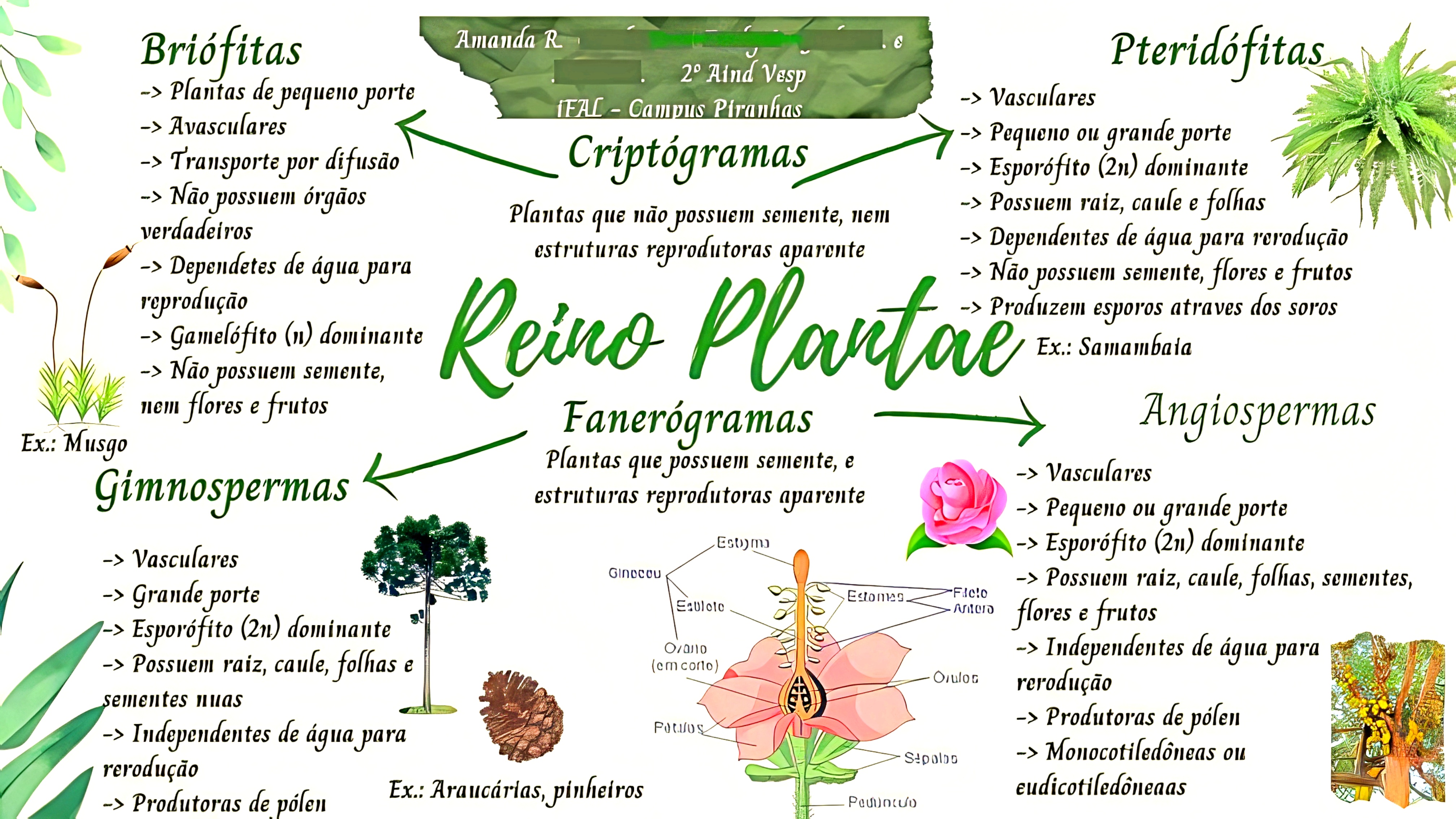 Mapa Mental Sobre Reino Plantae Maps4study