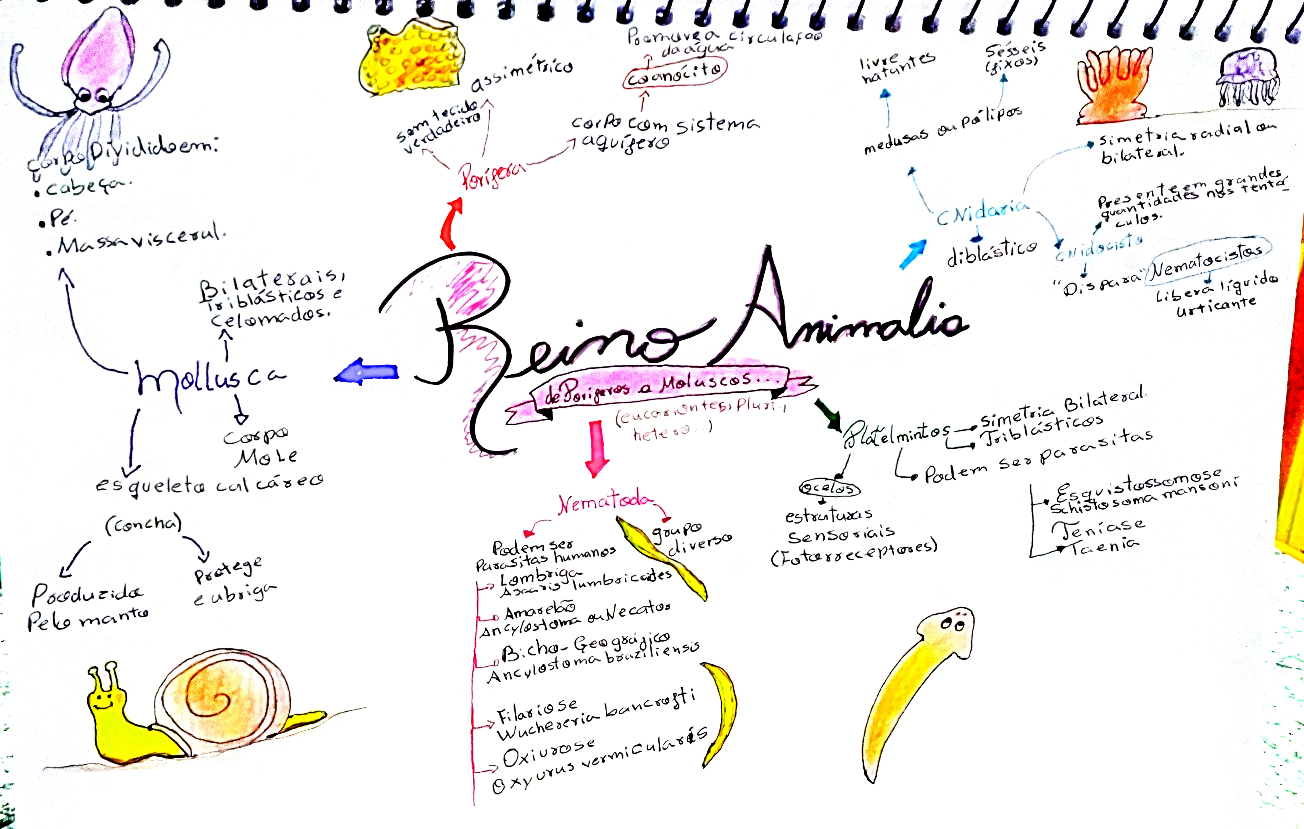 Mapa Mental Sobre Reino Animalia Maps4study