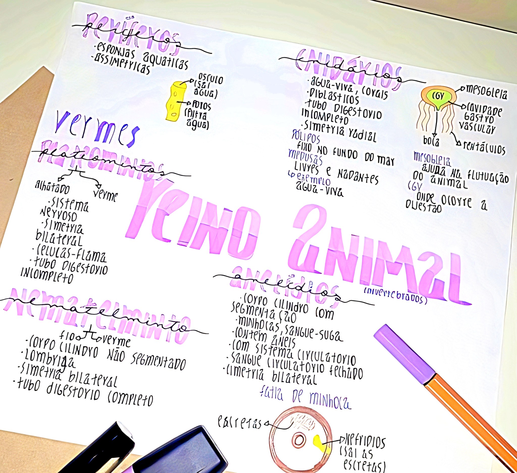 Mapa Mental Sobre Reino Animalia Maps4study