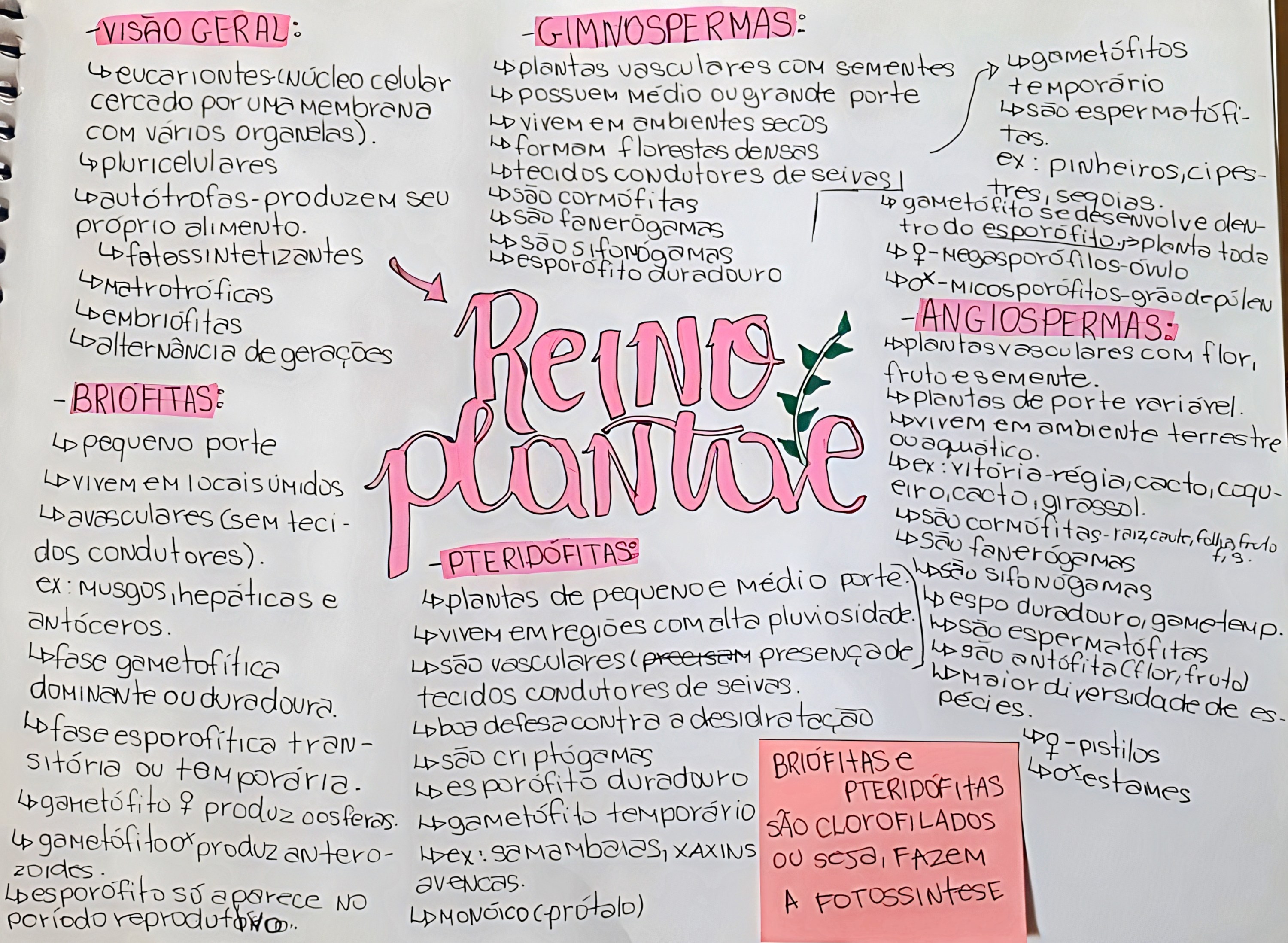 Mapa Mental Sobre Reino Plantae Maps4study