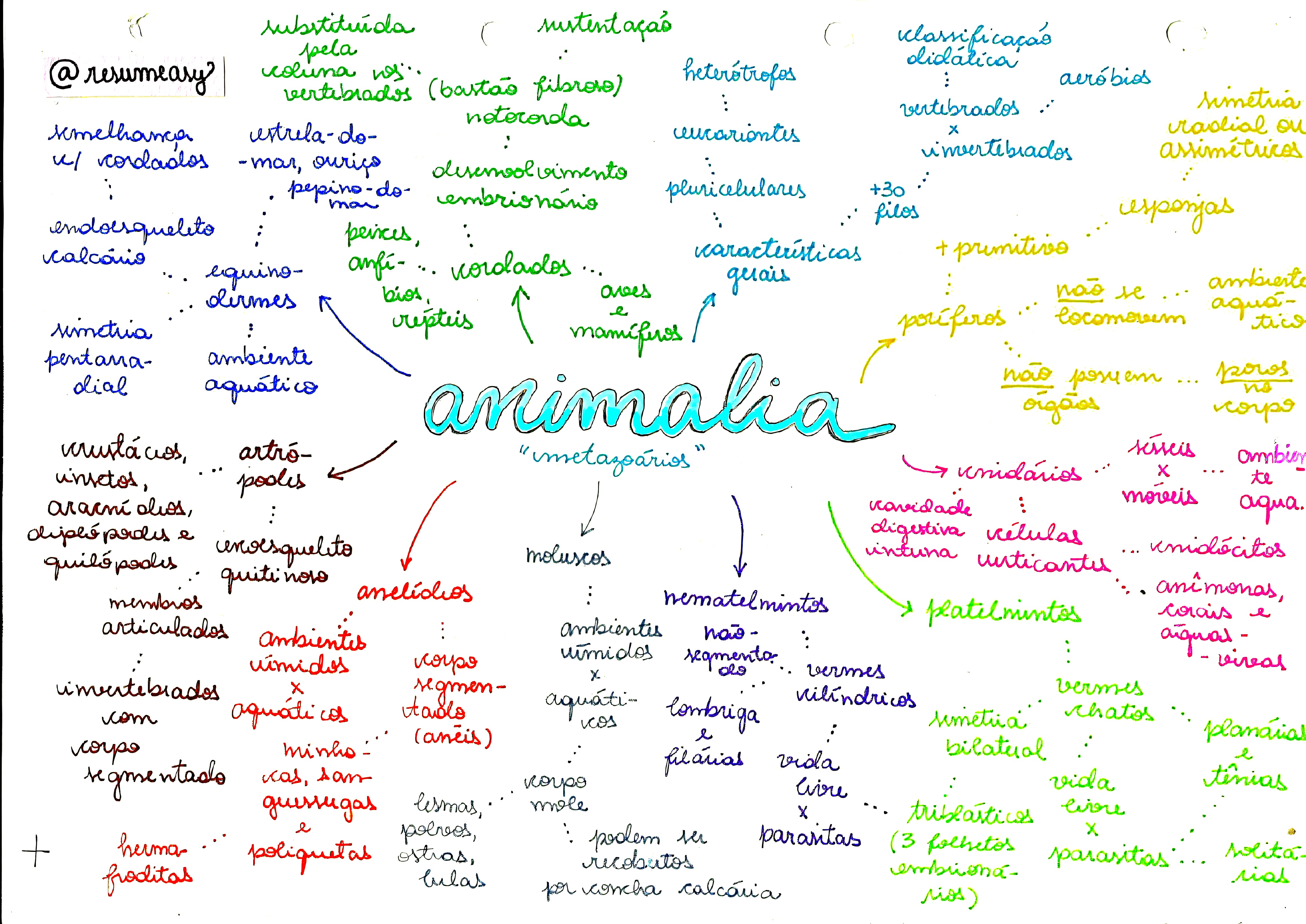 Mapa Mental Reino Animalia Ensino Porn Sex Picture