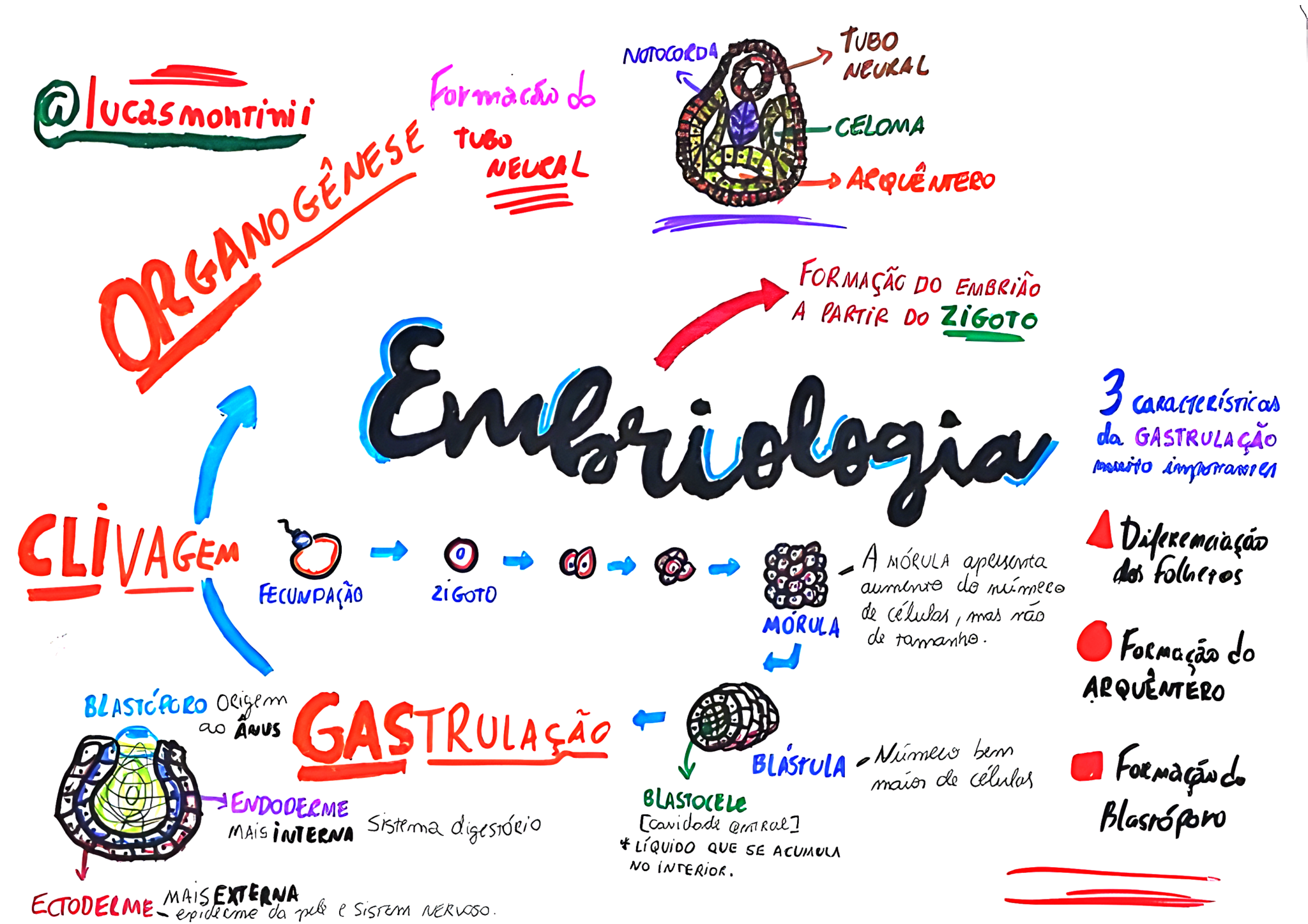 Mapa Mental Sobre Embriologia Maps4study