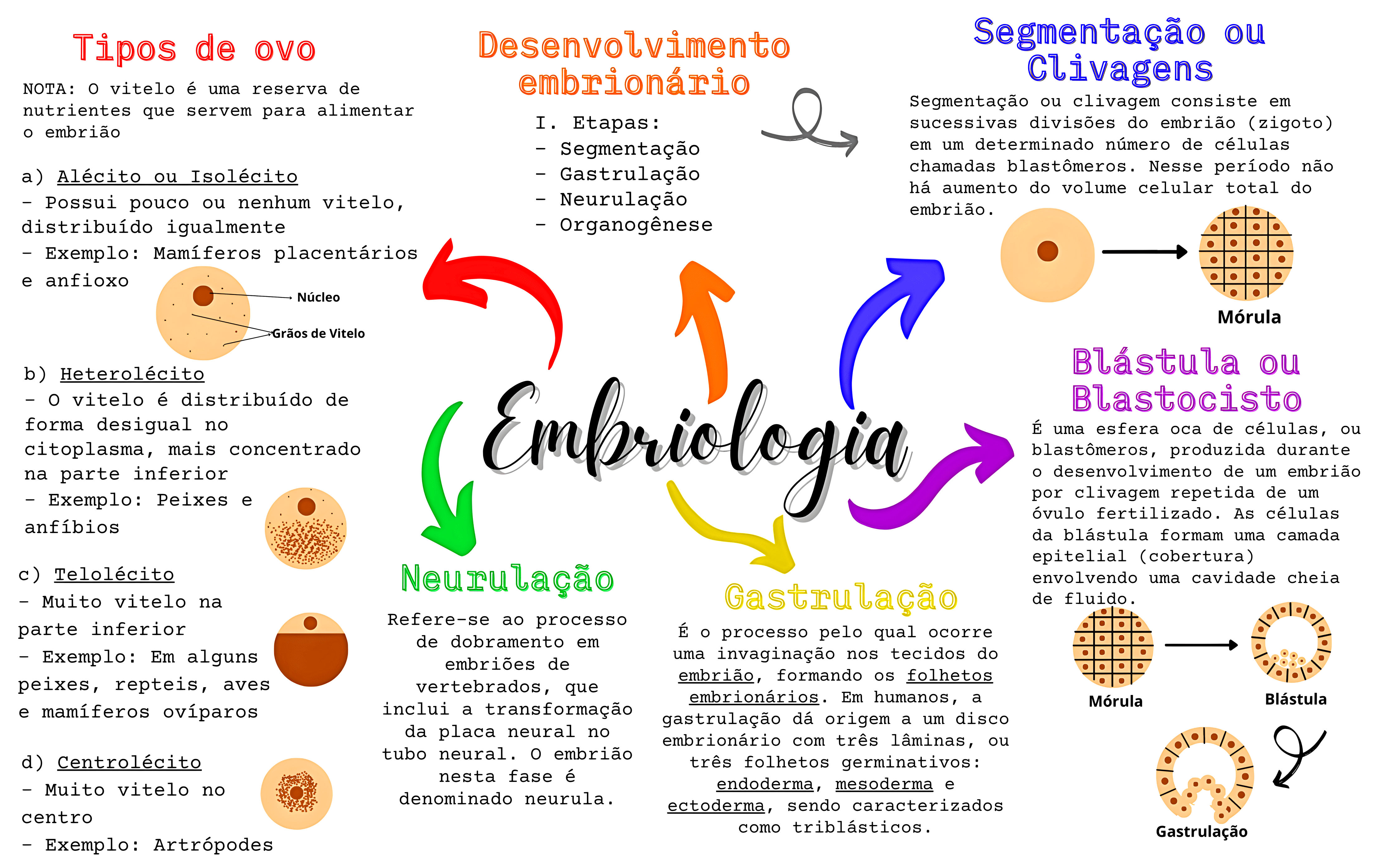 Mapa Mental Sobre Embriologia Maps4study