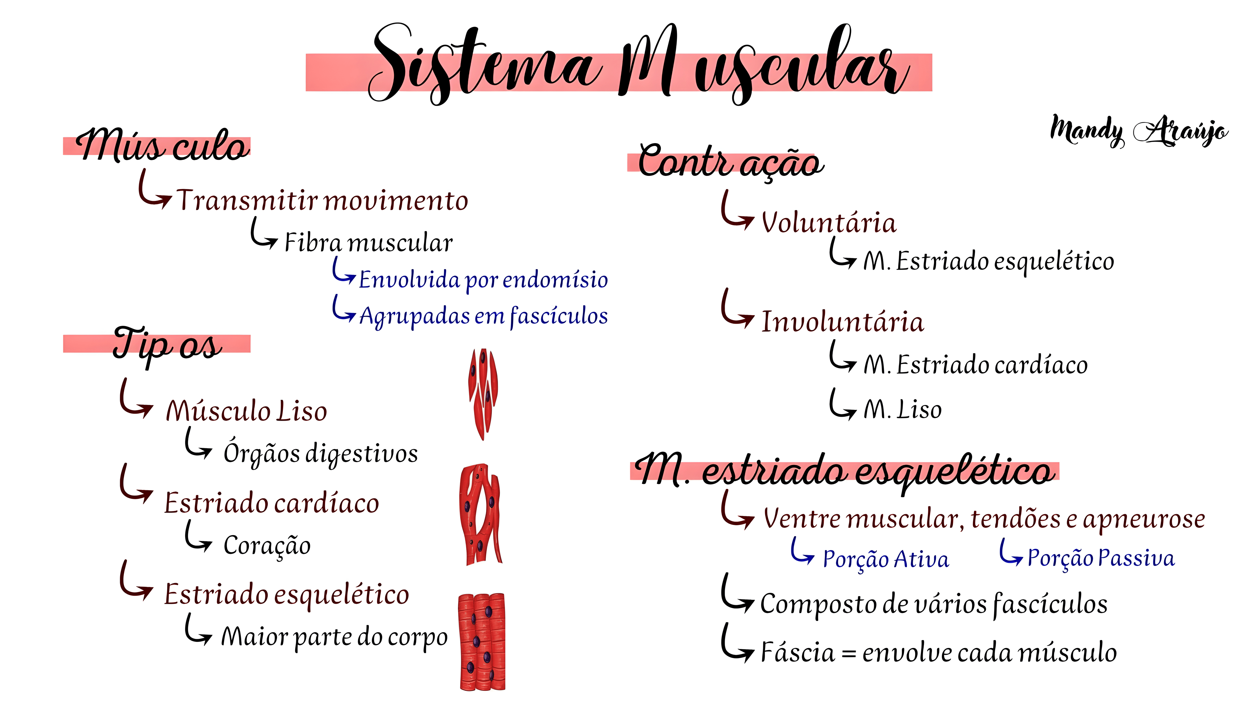 Mapa Mental Sobre Sistema Muscular Maps4study